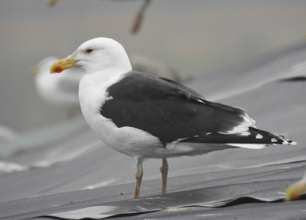 Great Black-backed Gull from Stark County, OH, USA on December 27, 2021 ...