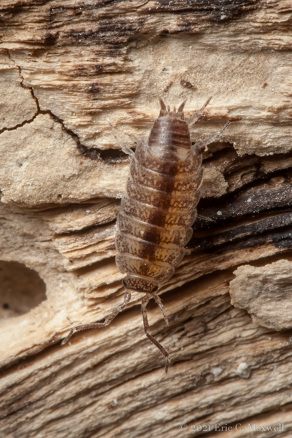 Littorophiloscia culebrae (Moore, 1901)