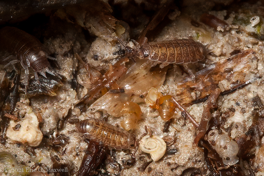 Littorophiloscia culebrae (Moore, 1901)