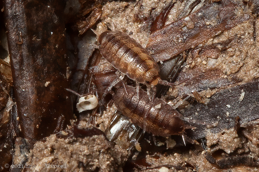 Littorophiloscia culebrae (Moore, 1901)