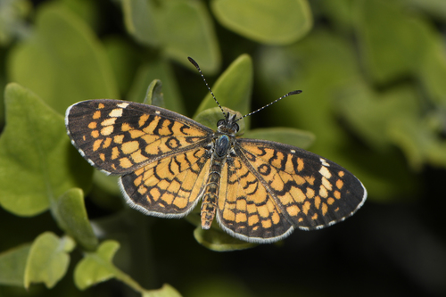 Chara Checkerspot (Subspecies Dymasia dymas chara) · iNaturalist
