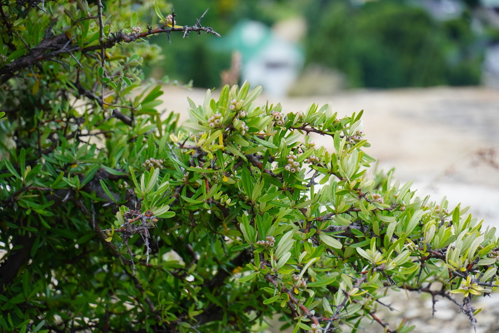 Narrowleaf Firethorn from Conservancy, Clarens, Free State, South ...