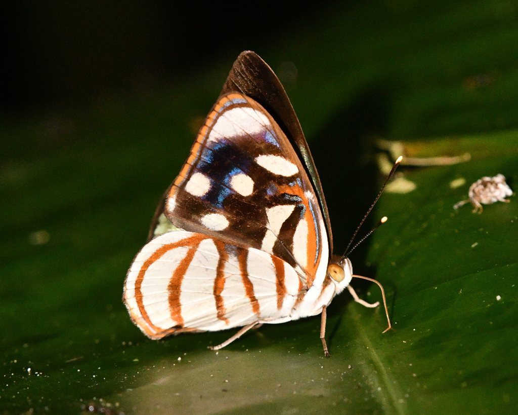 Dynamine chryseis from Tambopata, Peru on December 08, 2021 at 11:51 AM ...