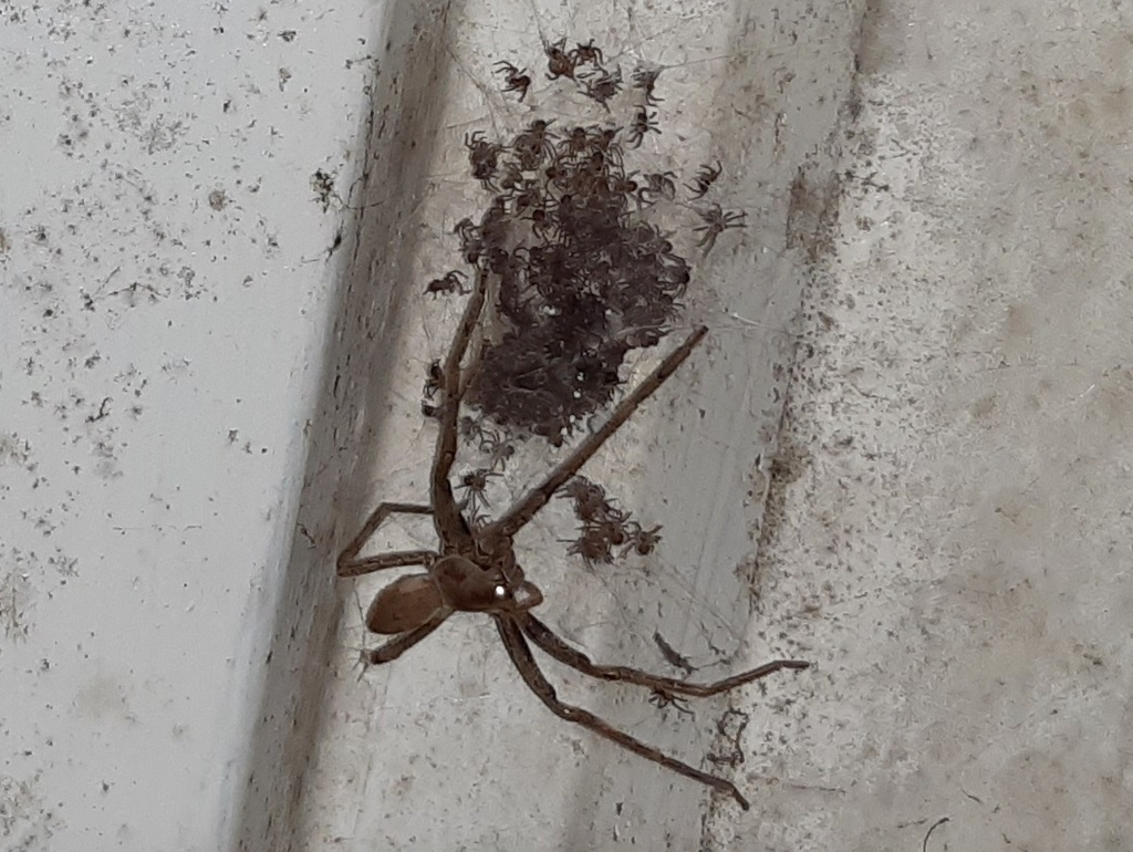 Common Rain Spider from Cumberland Nature Reserve on November 28, 2021 ...
