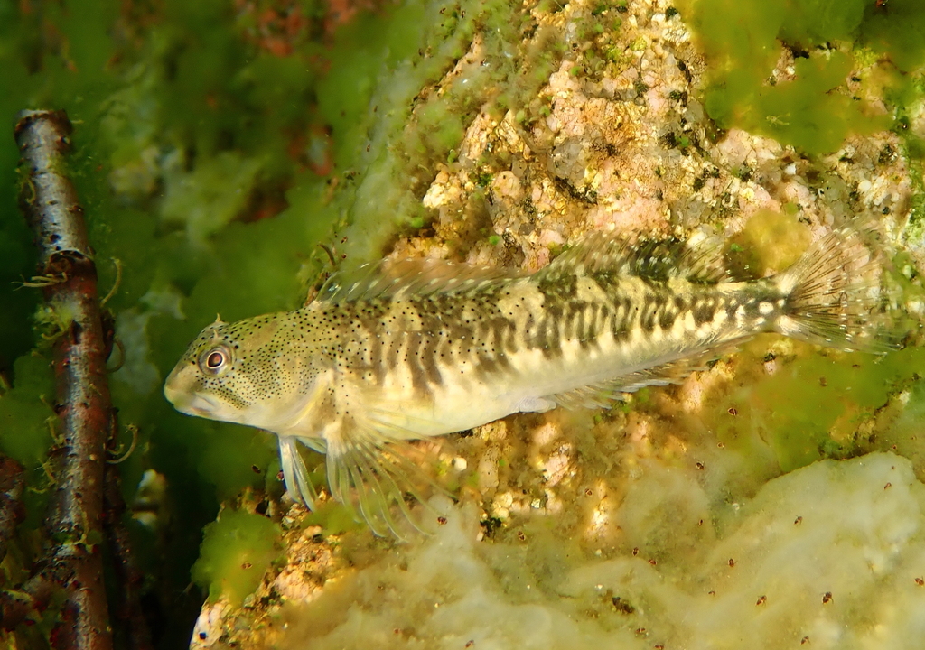 Freshwater Blenny from 20240 Solaro, France on July 9, 2018 at 02:32 PM ...