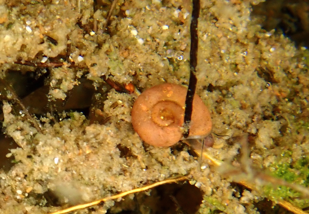 Planorbis moquini (Madeira Snails) · iNaturalist