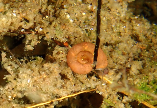 Planorbis moquini · iNaturalist