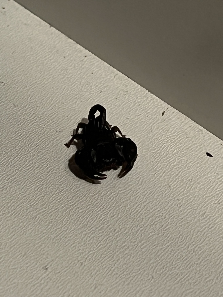 Small Wood-scorpions from Lefktro, Tseria, Messenia, GR on December 28 ...