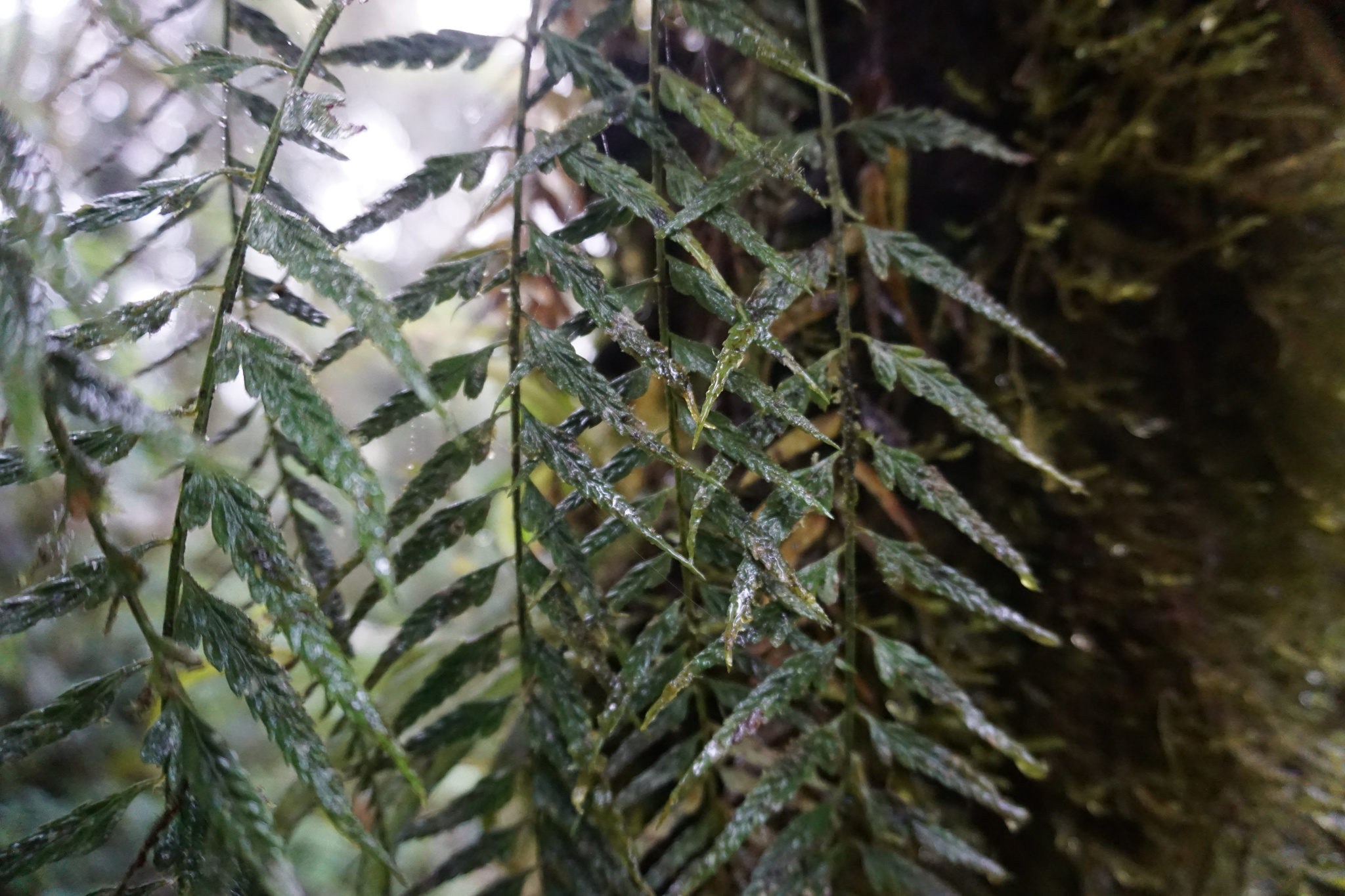 Asplenium cuspidatum Lam.