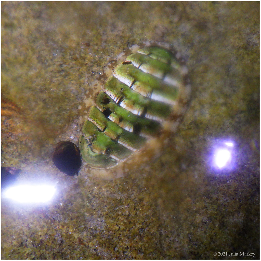 Hartweg's Chiton from Orange County, CA, USA on December 27, 2021 at 10 ...