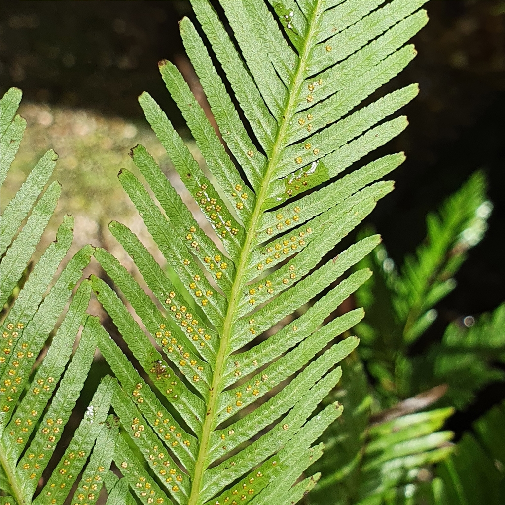 Shiny fan fern from J39C+25 Dharug National Park, Gunderman NSW 2775 ...
