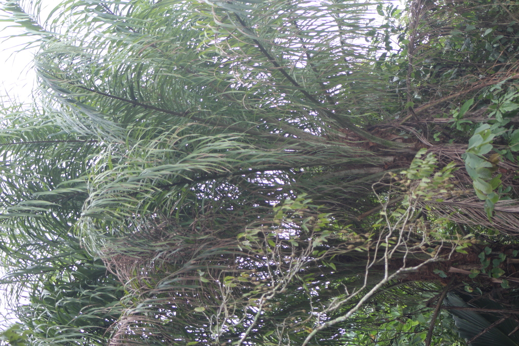 Cocoyul desde Jalapa, Tab., México el 15 de enero de 2021 a las 11:48 ...