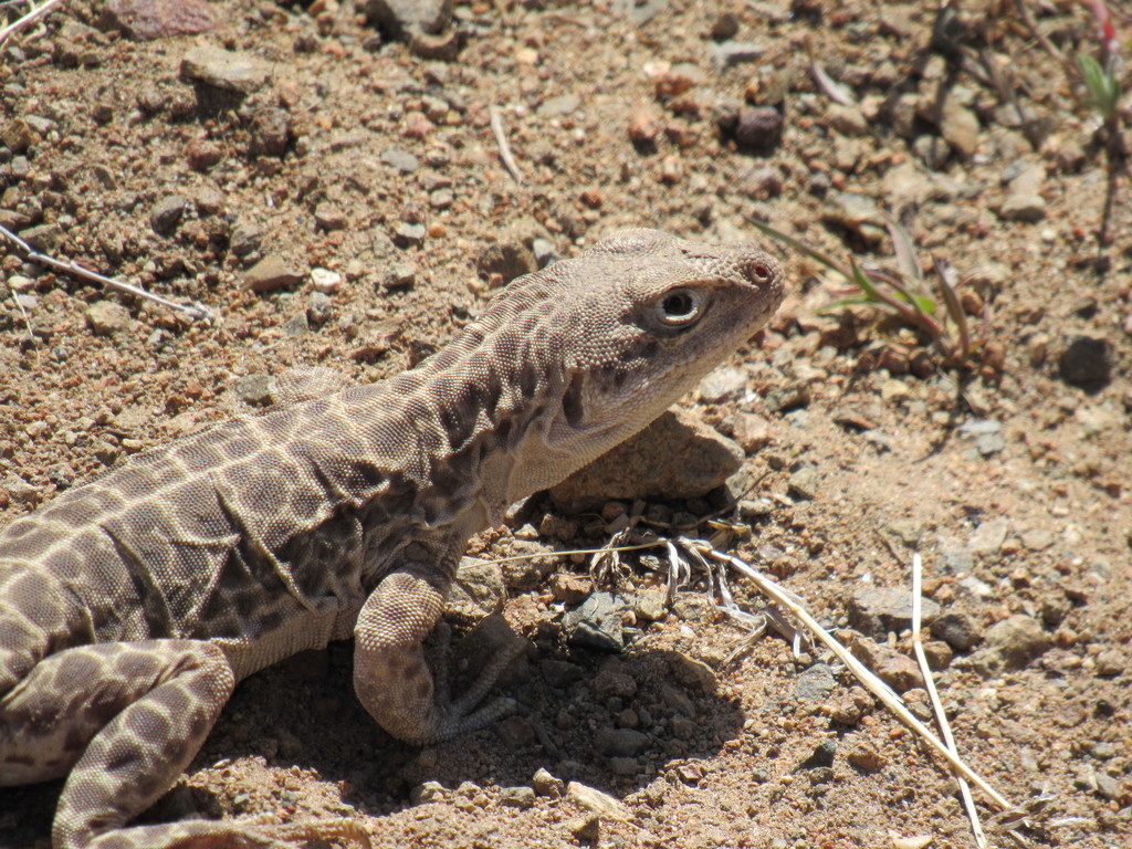 Long-nosed Leopard Lizard from Condado de Douglas, Nevada, EE. UU. on ...