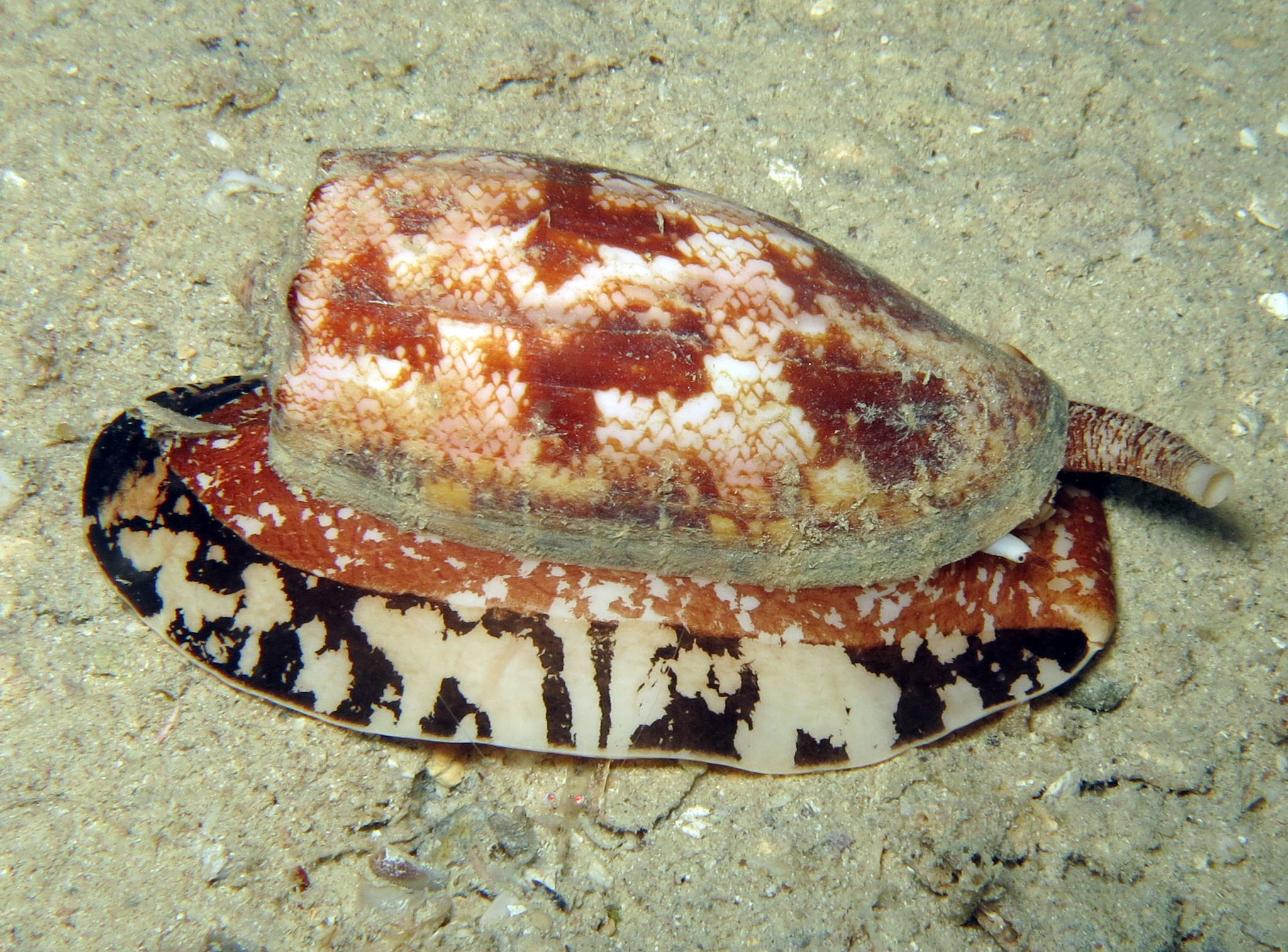 Conus geographus Linnaeus, 1758