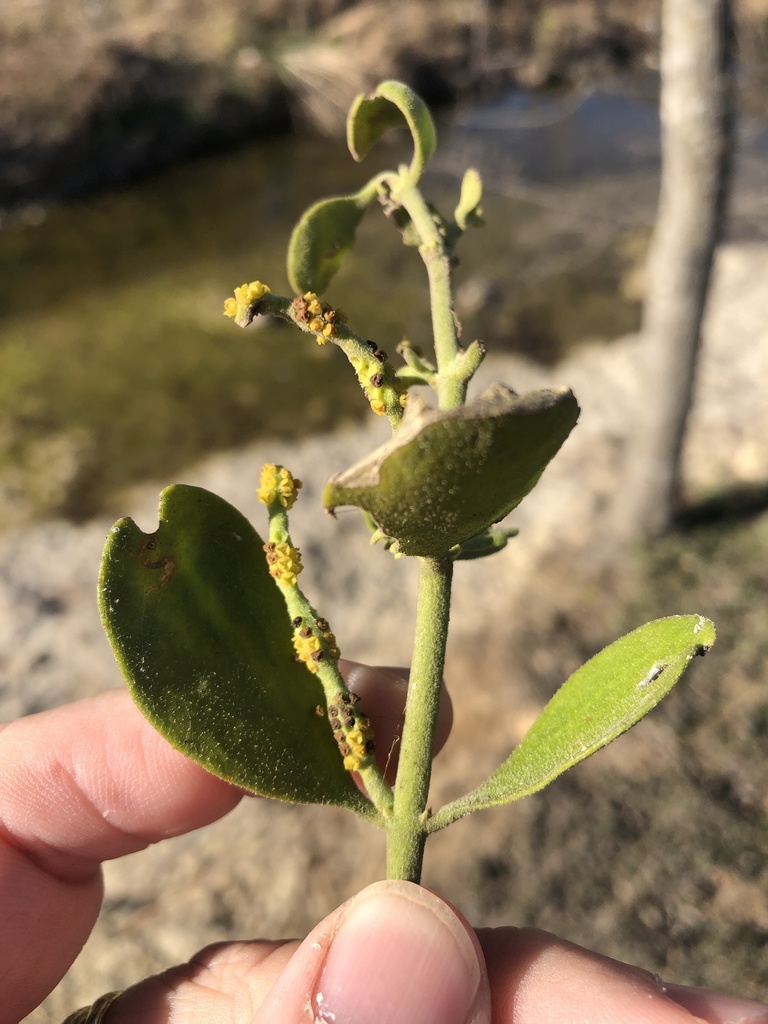 American Mistletoe from Creek Trail Park, Richland Hills, TX, US on ...