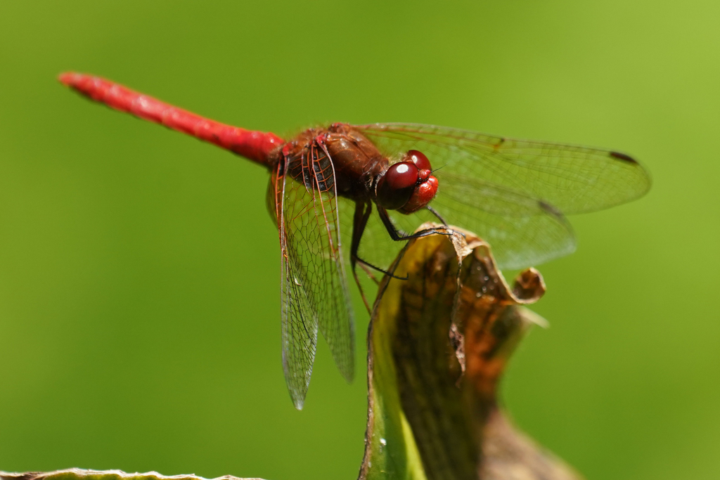 Cardinal Meadowhawk (Sympetrum illotum) (Wildlife of the United States ...