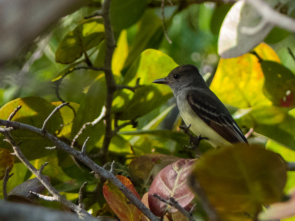 Great Crested Flycatcher from Miami-Dade County, FL, USA on December 28 ...