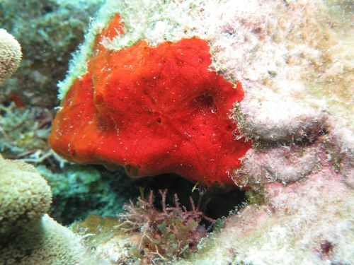 Clathria bulbotoxa · iNaturalist