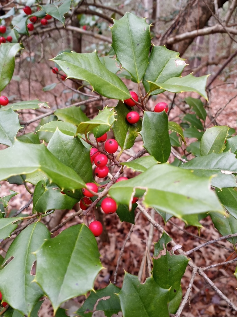 American holly from Caroline County, MD, USA on December 28, 2021 at 03 ...
