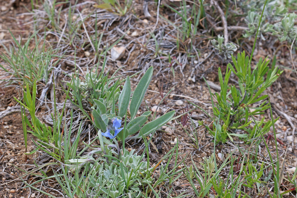 Canescent bluebells from Jackson County, CO, USA on June 1, 2019 at 11: ...