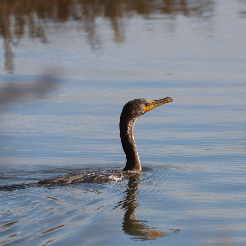 Double-crested Cormorant from Point Loma Heights, San Diego, CA, USA on ...