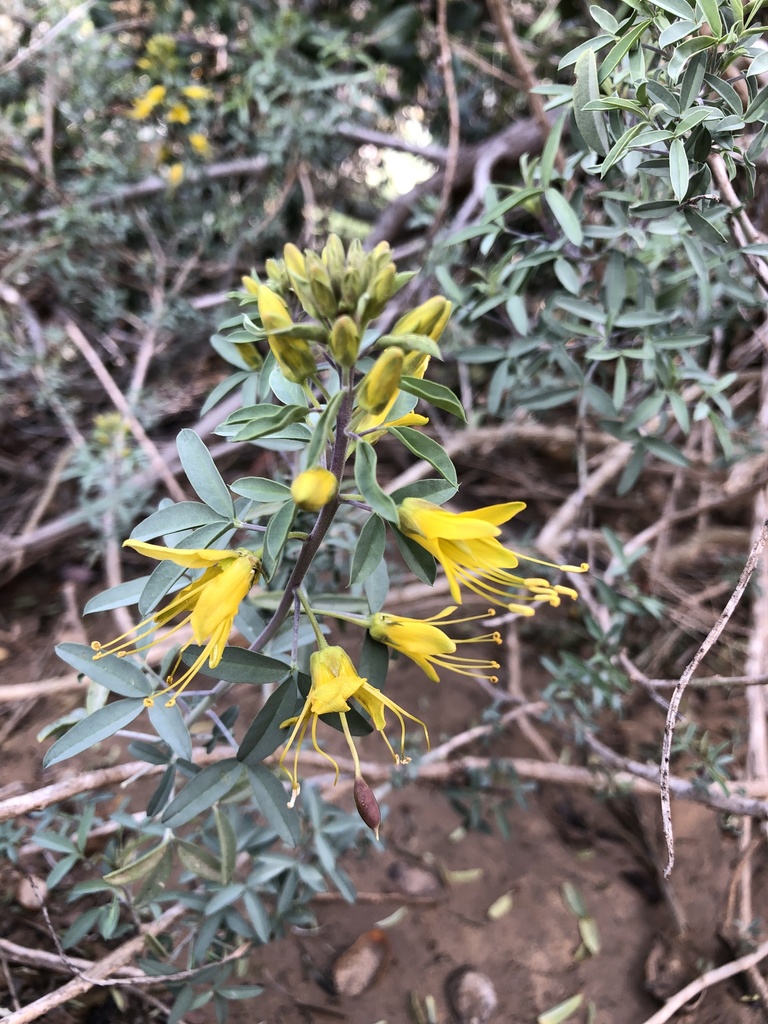 Bladderpod from Jennifer Ct, San Diego, CA, US on December 28, 2021 at ...