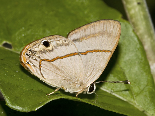 Red-rayed Euselasia (Myselasia hieronymi) · iNaturalist