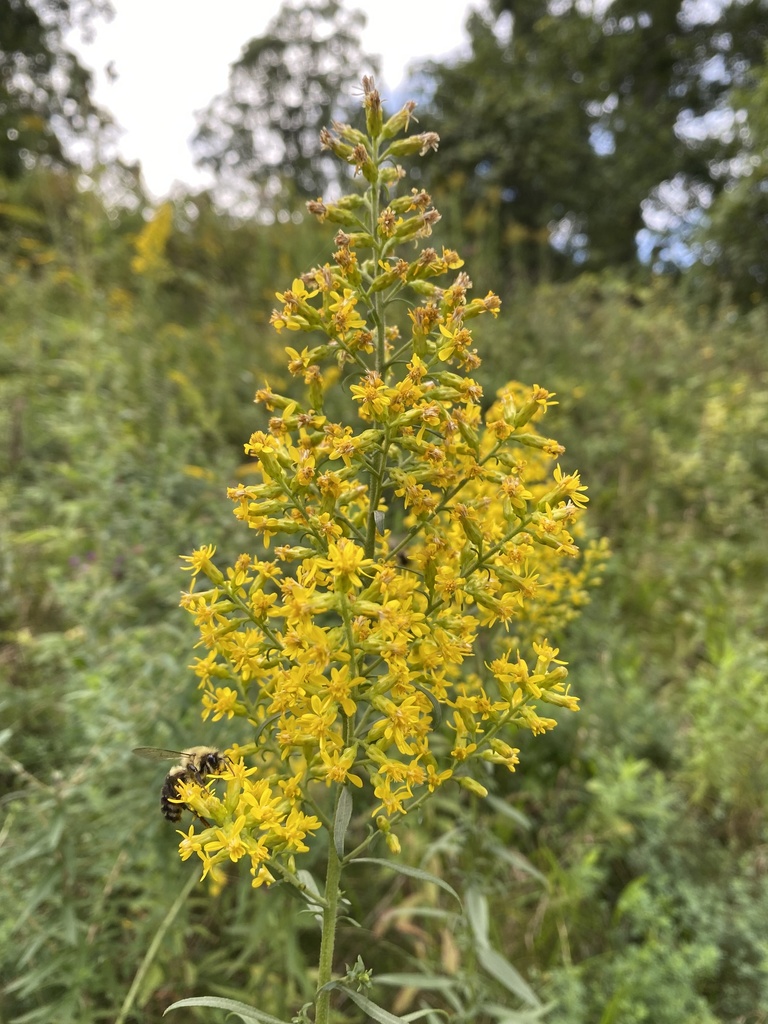 showy goldenrod (Common Southern New York Plants/Trees) · iNaturalist