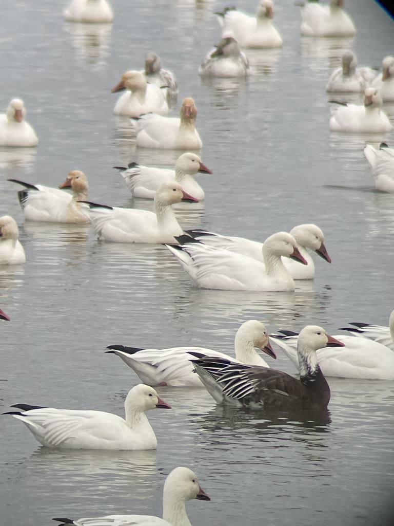 Snow Goose from Smyrna, DE, US on December 28, 2021 at 01:38 PM by ...