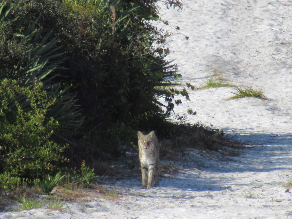 Bobcat from Singer Island, Juno Beach, FL, US on December 28, 2021 at ...