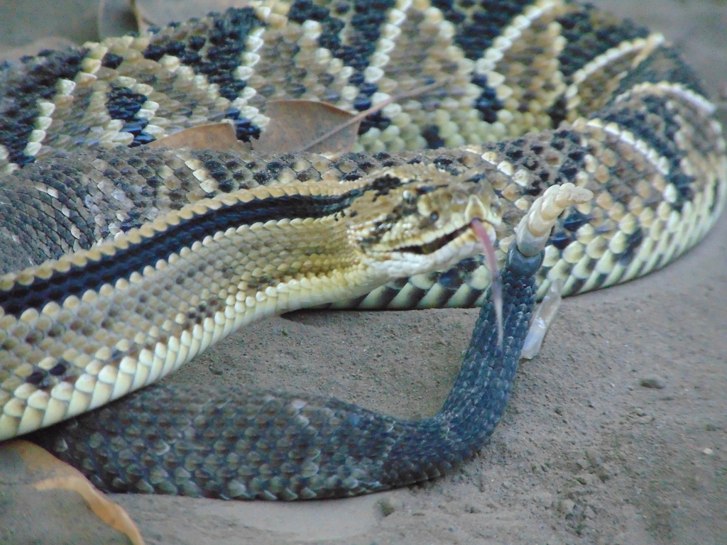 Central American Rattlesnake from Tapachula, Chis., México on December ...