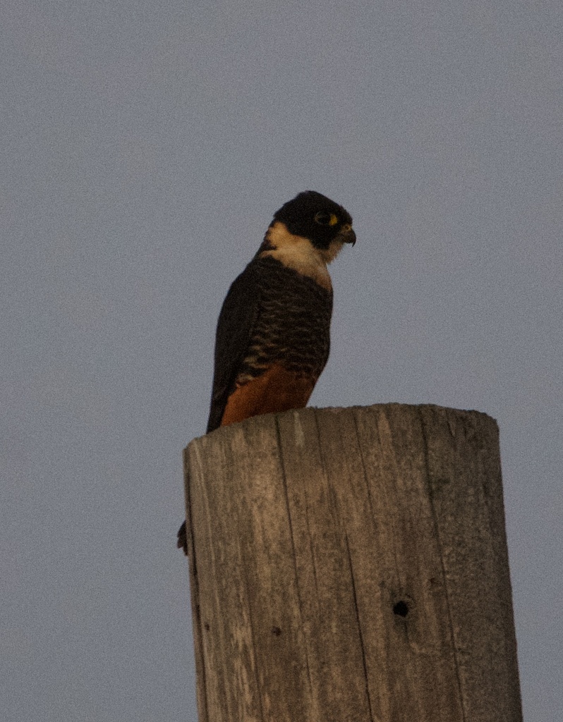Bat Falcon from Wildlife Dr, Alamo, TX, US on December 28, 2021 at 07: ...