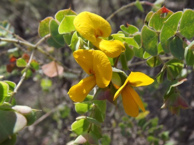 spiny bush-pea from Seventeen Mile QLD 4344, Australia on October 2 ...