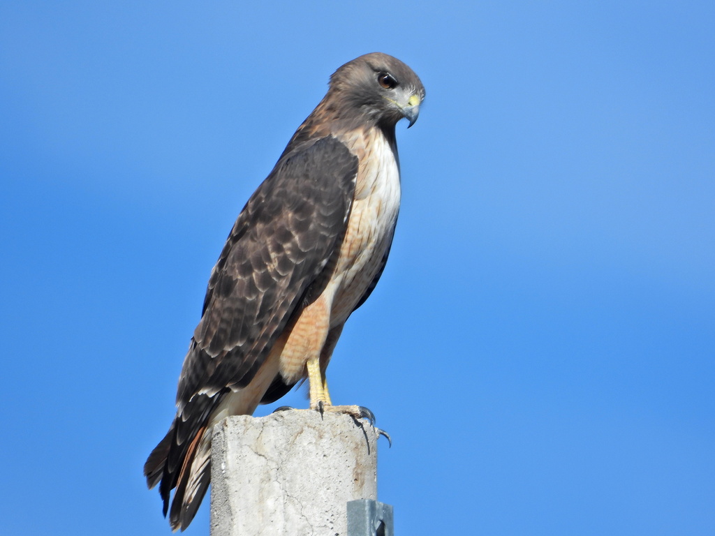 Red-tailed Hawk from López, Chih., México on December 26, 2021 at 03:32 ...