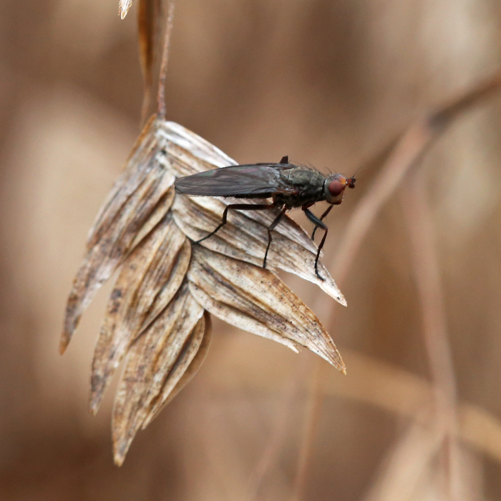 Schroederella from 10 Ridley Dr, Wallingford, PA 19086, USA on December ...