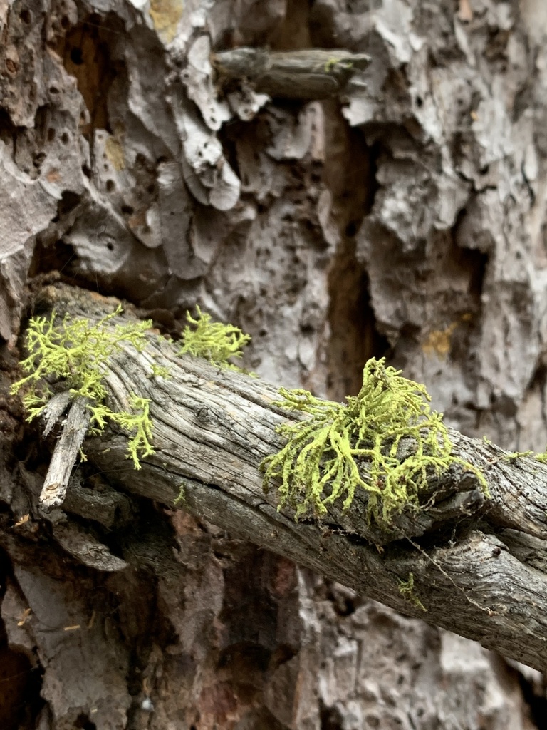 wolf lichen from Sawtooth National Forest, Clayton, ID, US on July 31 ...