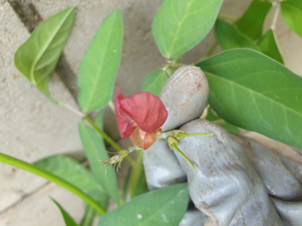 Phasey Bean from Mango Hill QLD 4509, Australia on December 29, 2021 at ...