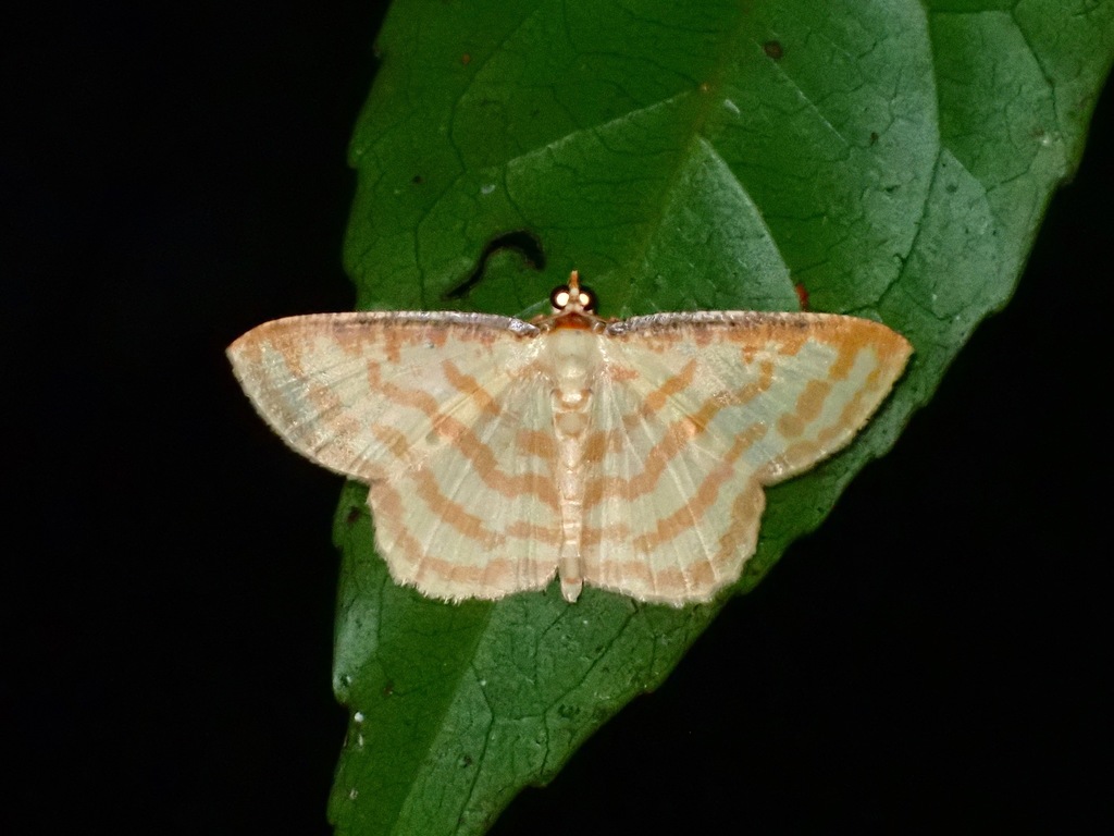 Synegia from Tanjung Bungah, Penang, Malaysia on December 28, 2021 at ...