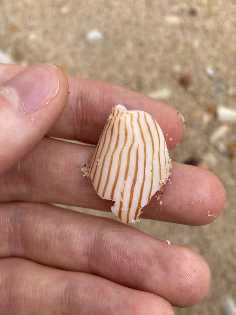 Zebra Volute from Grants Beach NSW 2445, Australia on December 29, 2021 ...