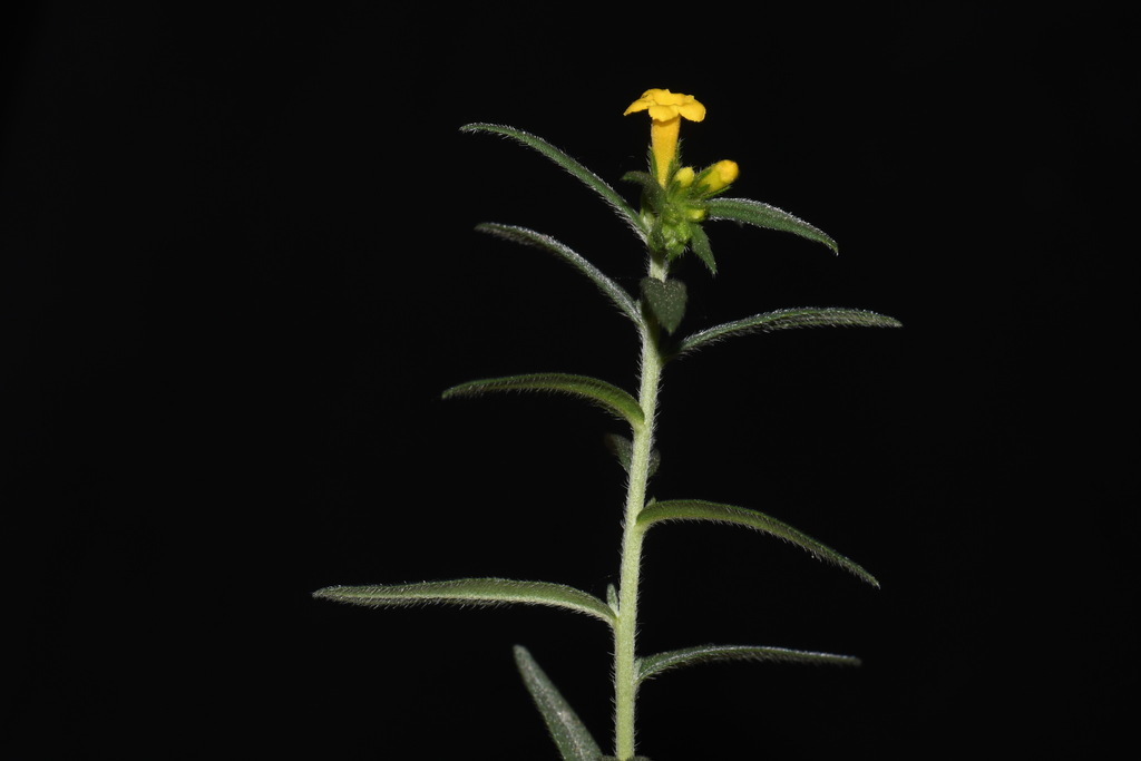 manyflowered gromwell from Santa Fe National Forest, Jemez Springs, NM ...