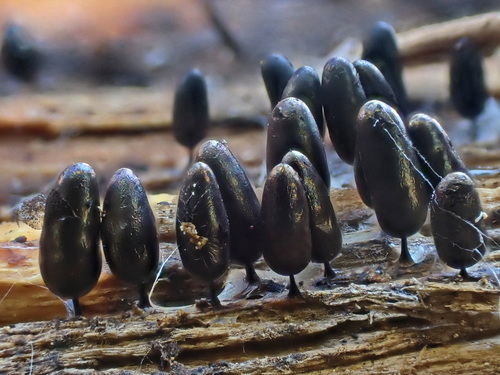 Comatricha fusiformis · iNaturalist