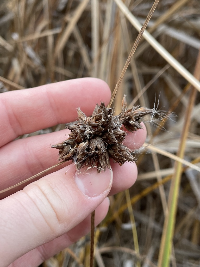 sea clubrush from Sabre Springs, San Diego, CA, US on December 27, 2021 ...