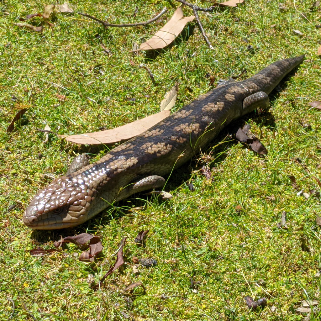 Blotched Blue-tongued Skink from Loongana TAS 7315, Australia on ...
