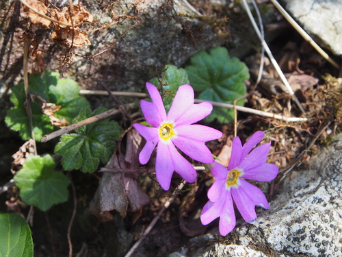 Primula reinii · iNaturalist