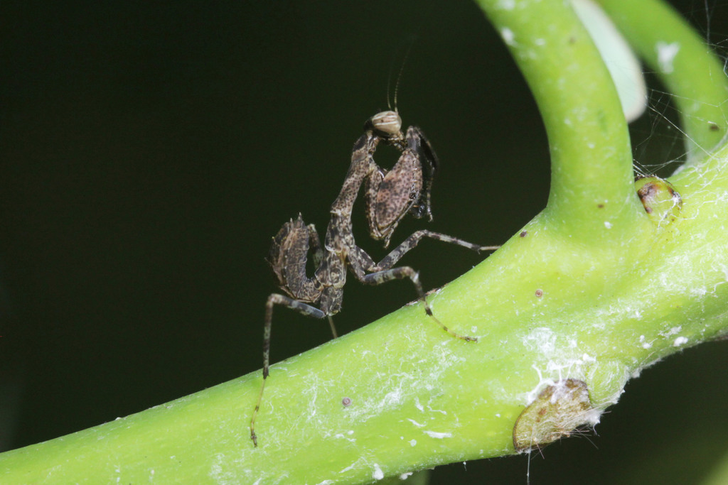 Acromantis in December 2021 by Franz Anthony · iNaturalist