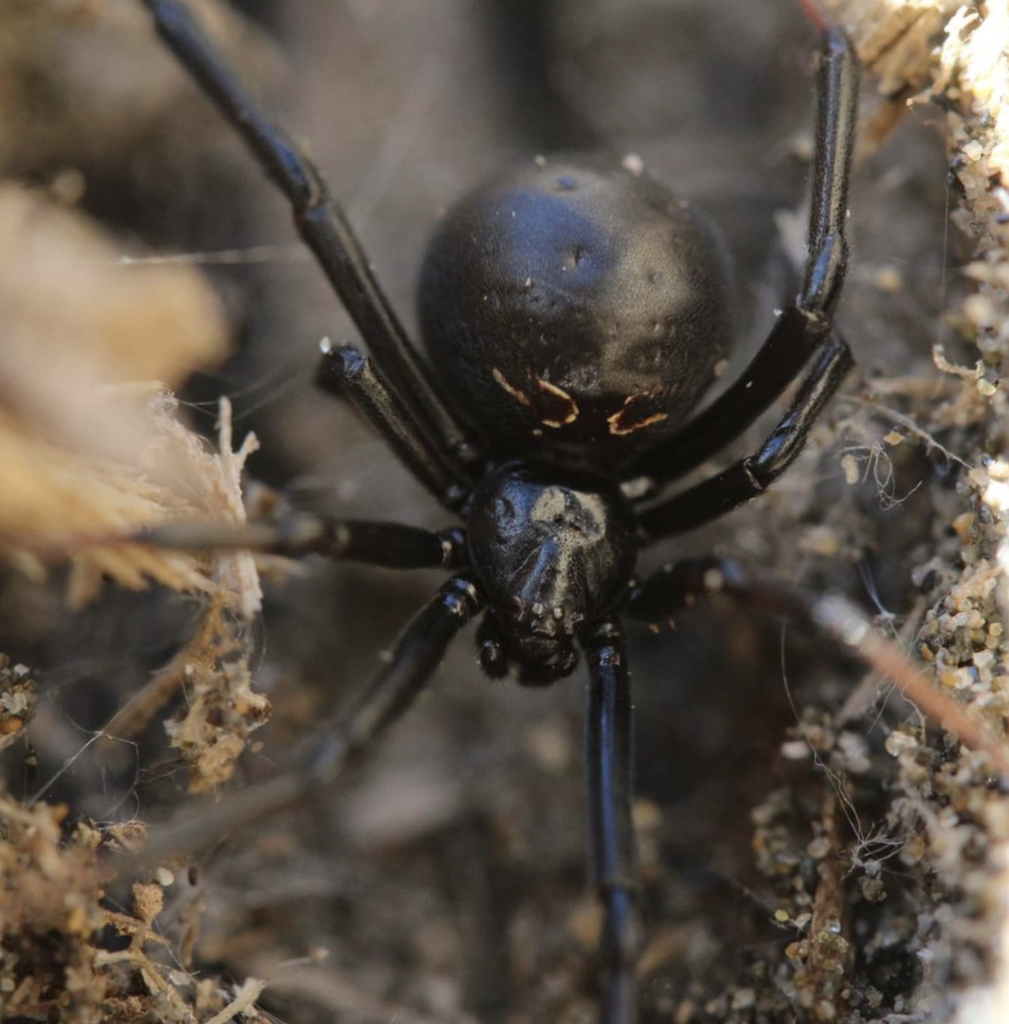 Katipō in March 2020 by Blair · iNaturalist