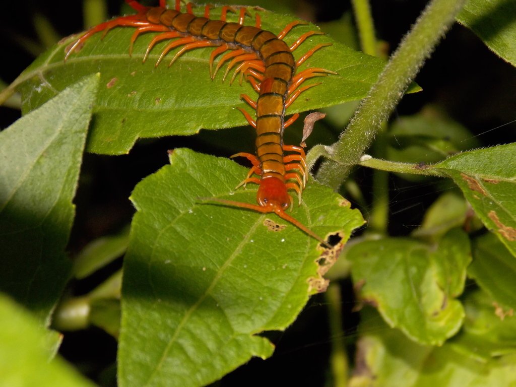 Pacific Giant Centipede from Kabupaten Sukabumi, Jawa Barat, Indonesia ...