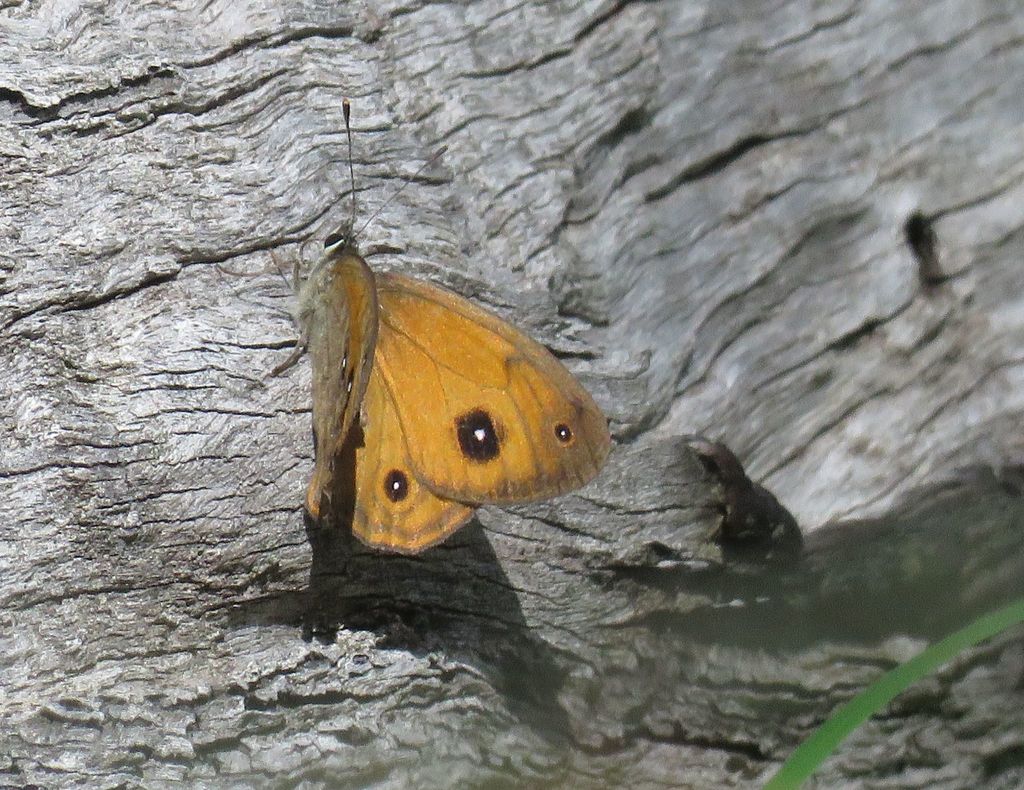 Rock Ringlet from O'Reilly QLD 4275, Australia on December 29, 2021 at ...