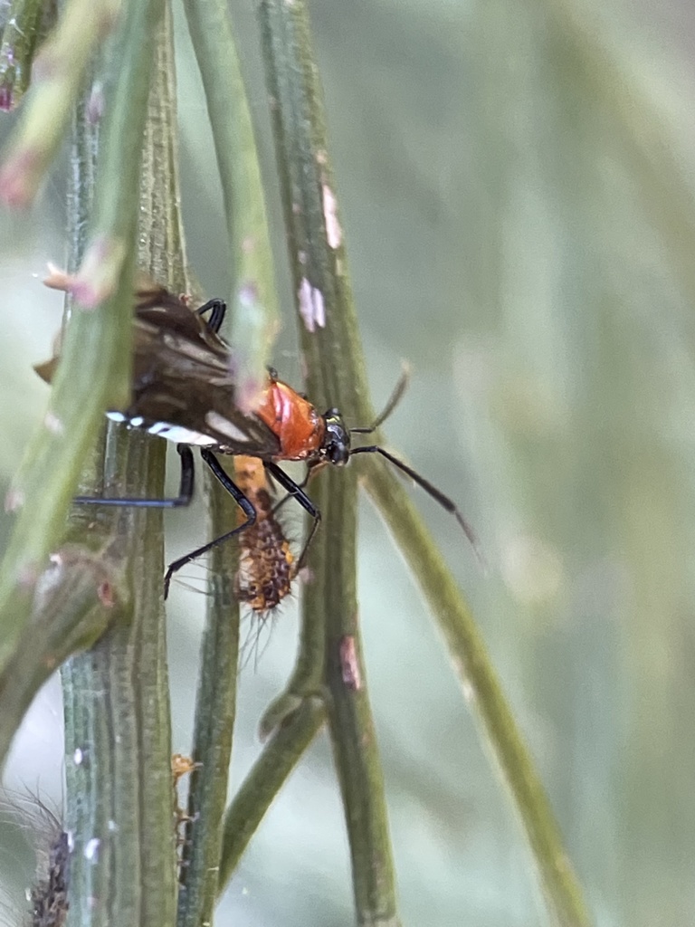 Painted apple moth from Frankston South, VIC, AU on December 29, 2021 ...