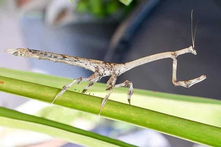 Aethalochroa insignis from Amphoe Chaloem Phra Kiat, Nakhon Ratchasima ...